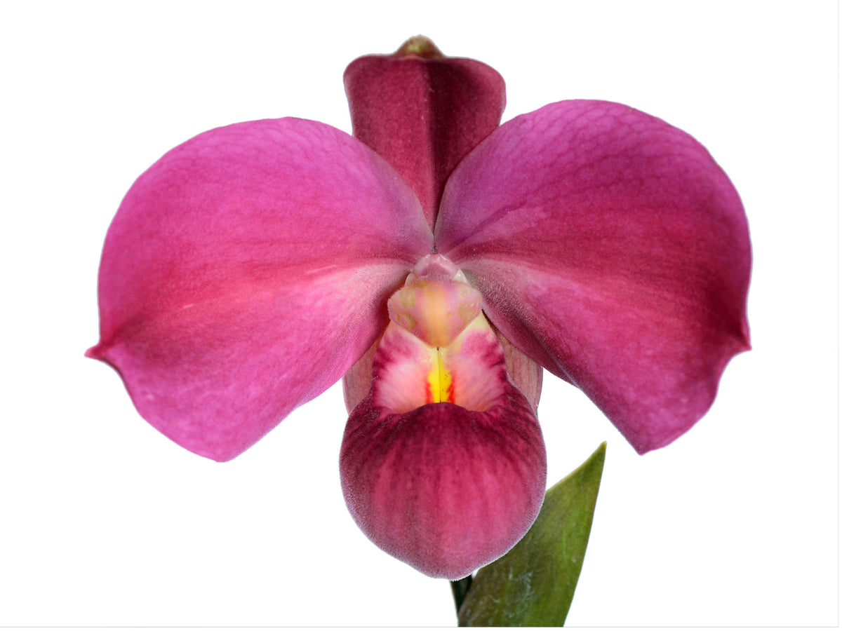 Phragmipedium Apollo — Ecuagenera Orquídeas del Ecuador