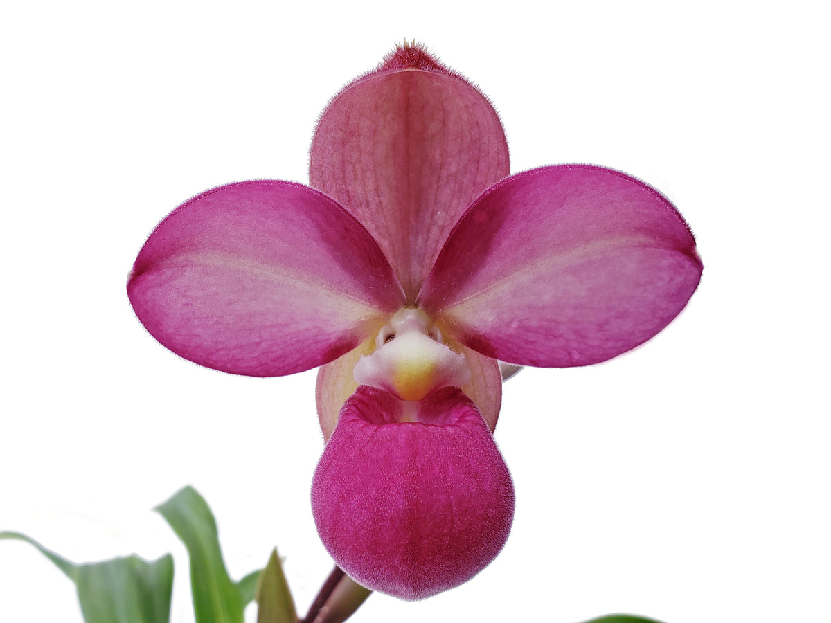 Phragmipedium Eumelia Arias — Ecuagenera Orquídeas del Ecuador