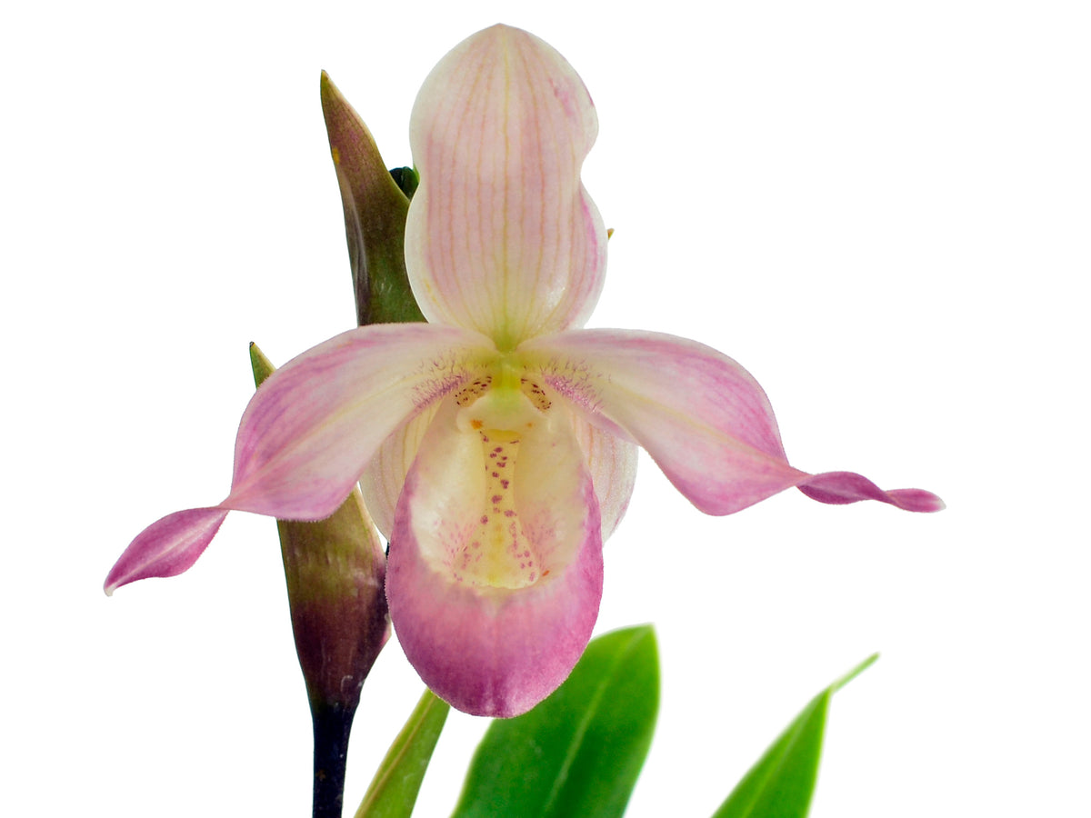 Phragmipedium Professor Braem — Ecuagenera Orquídeas del Ecuador