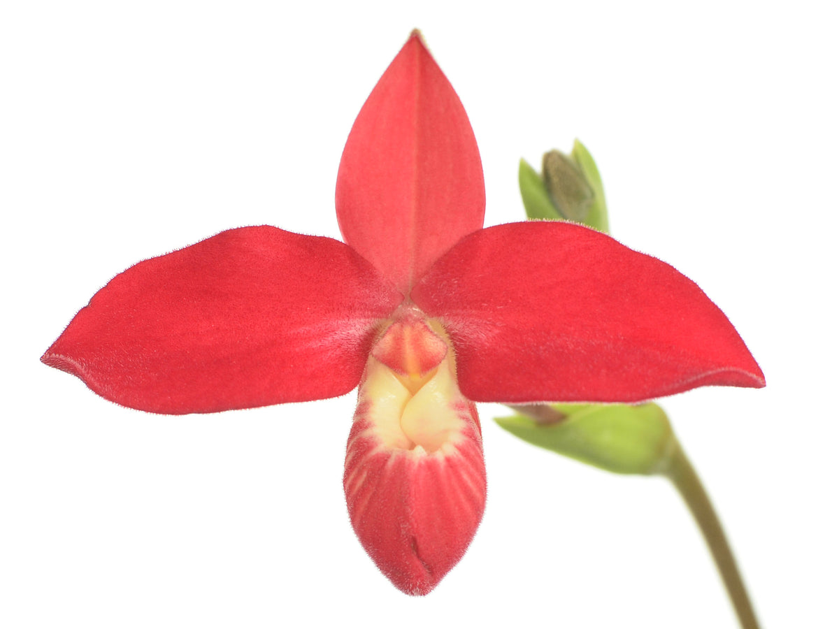 Phragmipedium Waunakee Sunset — Ecuagenera Orquídeas del Ecuador