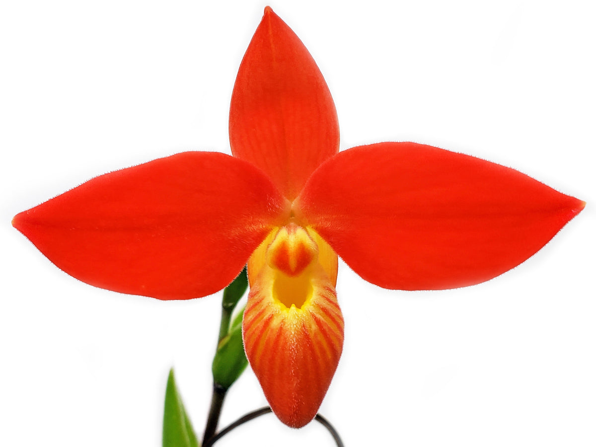 Phragmipedium besseae Limon — Ecuagenera Orquídeas del Ecuador
