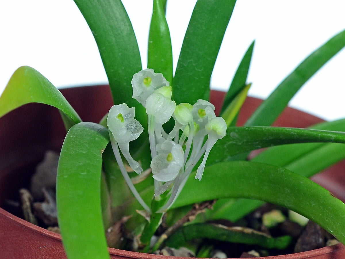 Podangis dactyloceras — Ecuagenera Orquídeas del Ecuador