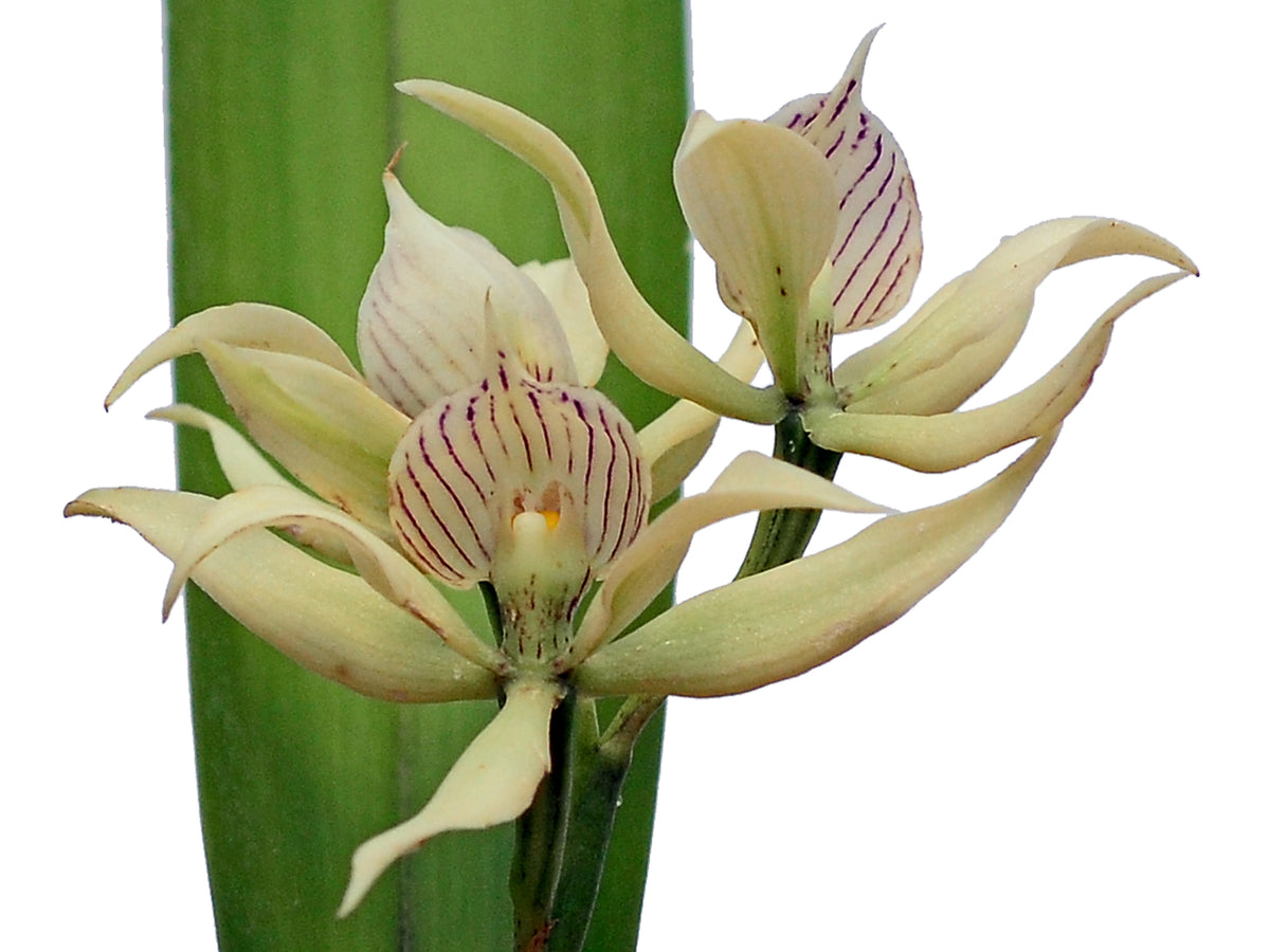 Prosthechea fragrans — Ecuagenera Orquídeas del Ecuador